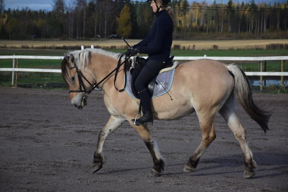 Hali » Puolimatkan talli